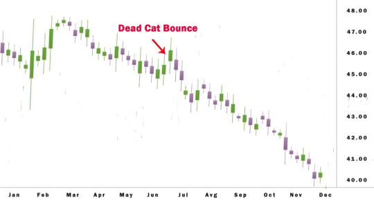 How To Recognize The Dead Cat Bounce • Asia Forex Mentor